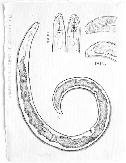 Nematode Worms | The Library of Obscure Wonders