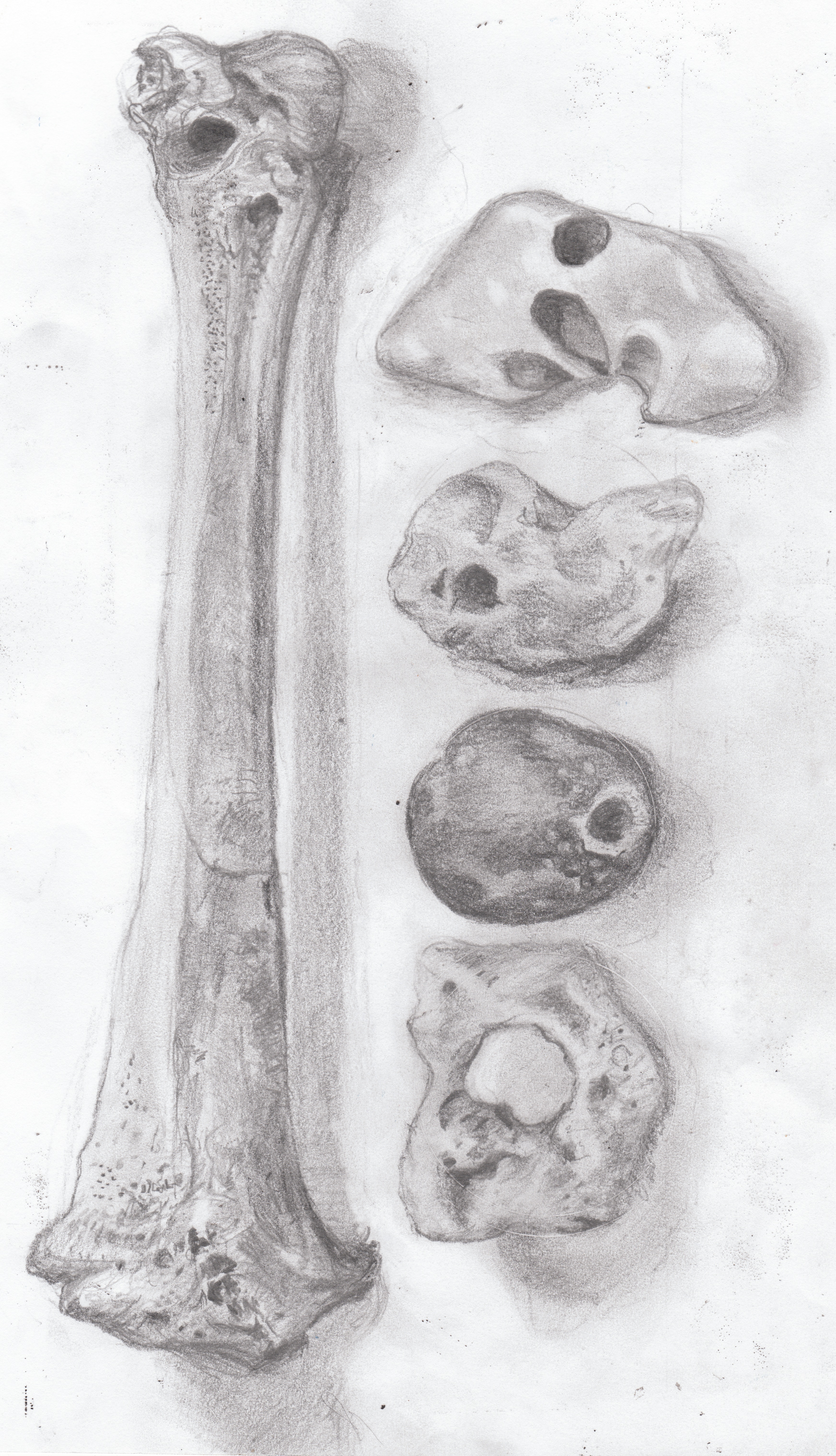 stones&bone | The Library of Obscure Wonders