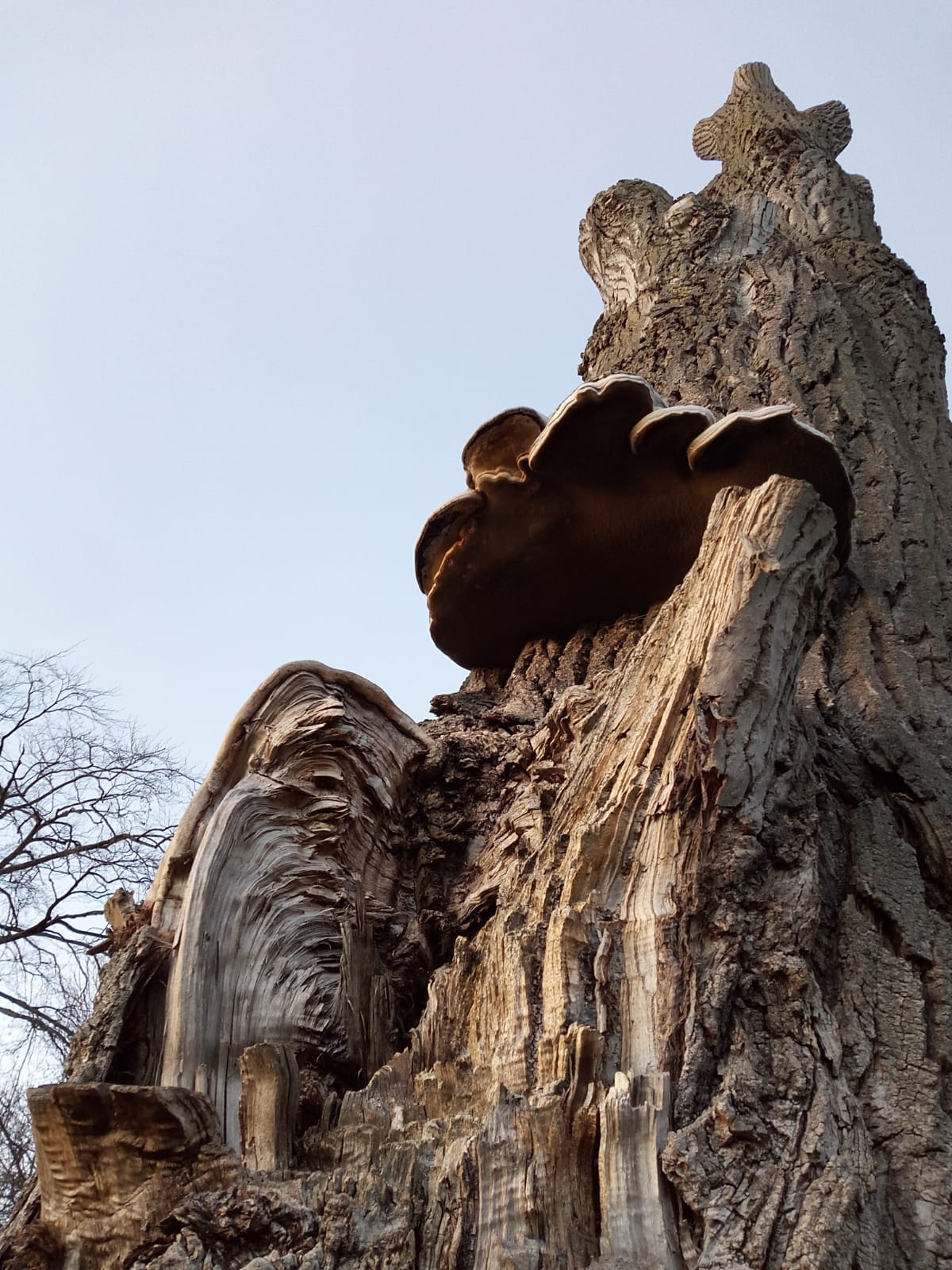 Fungi and the mysterious threads that connect things | The Library of ...