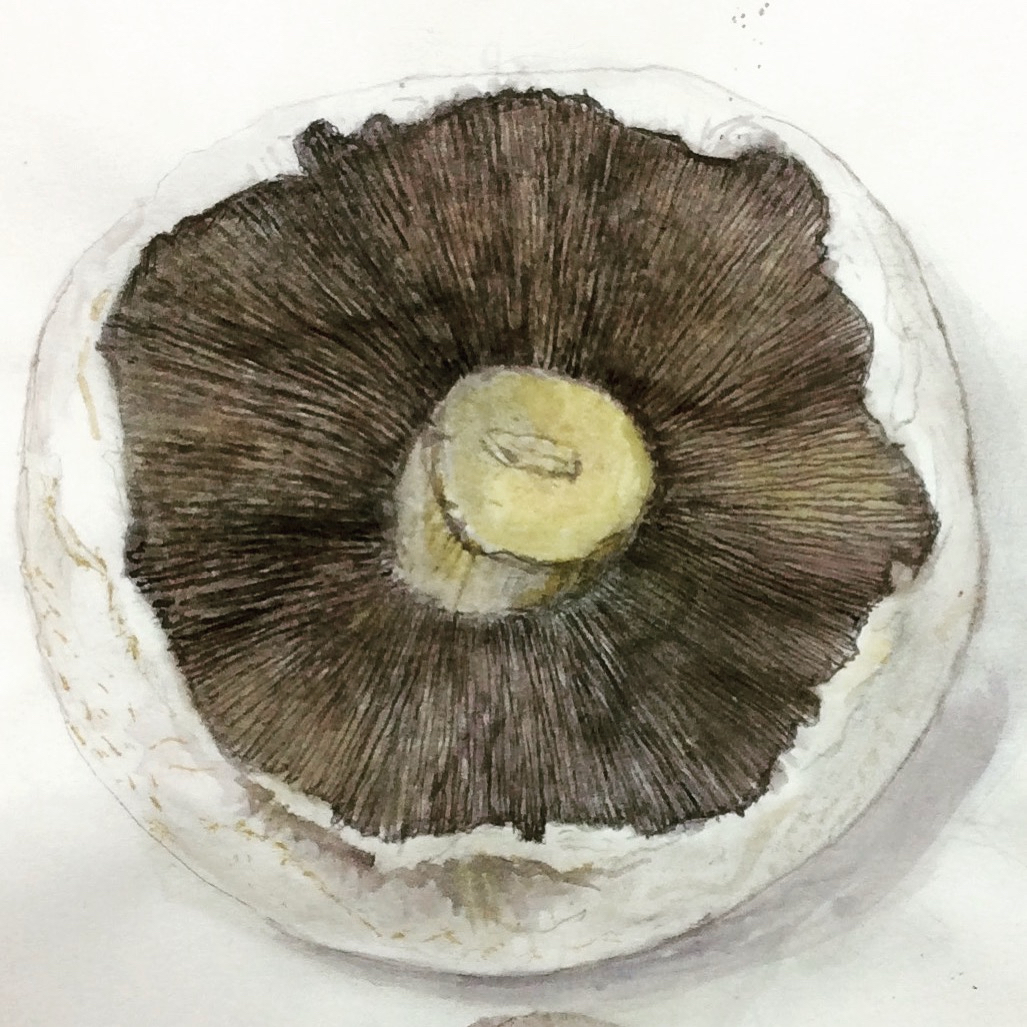 Fungi and the mysterious threads that connect things | The Library of ...