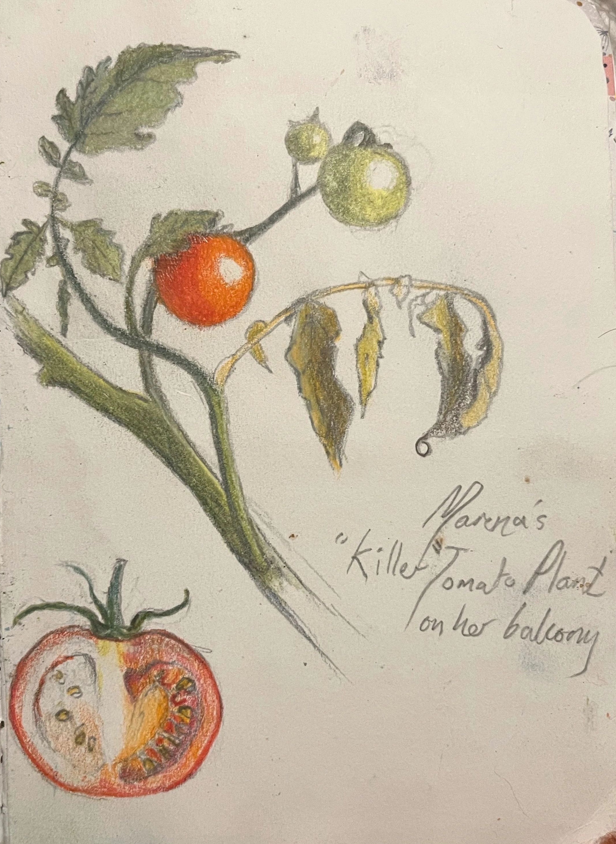 Tomato Plant Botanical Drawing Not Poisonous After All – The Tomato