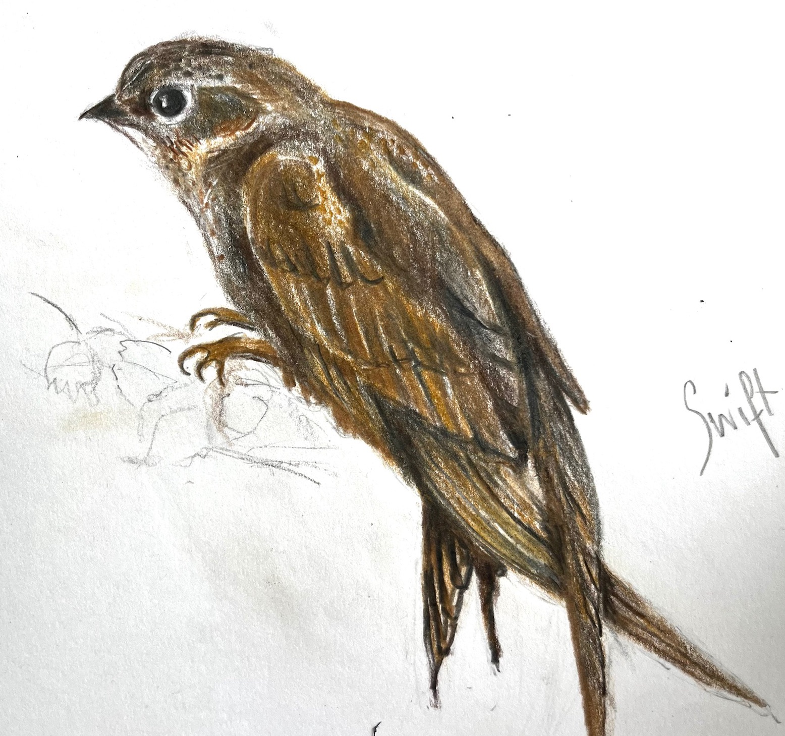 Swift – a good omen | The Library of Obscure Wonders