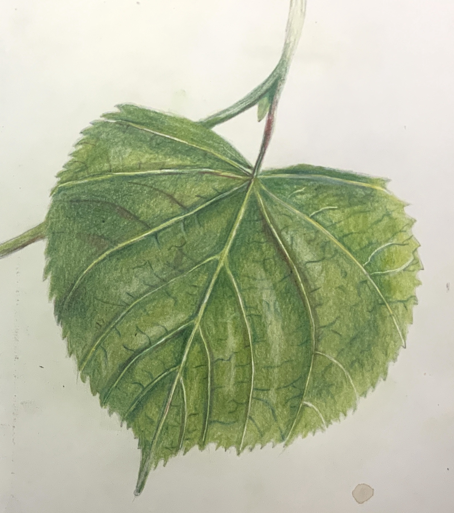Under the Linden tree | The Library of Obscure Wonders